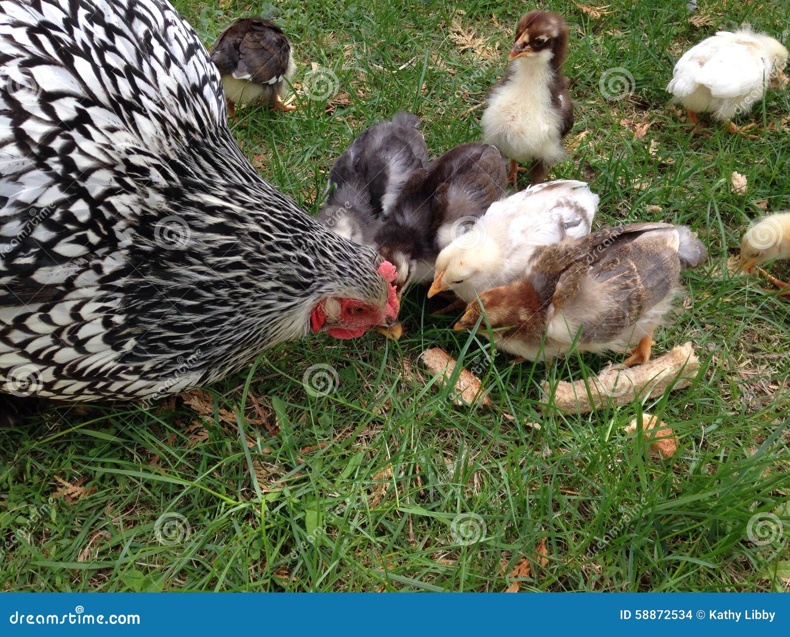Chicks eating stock photo. Image of birds, mama, food - 58872534