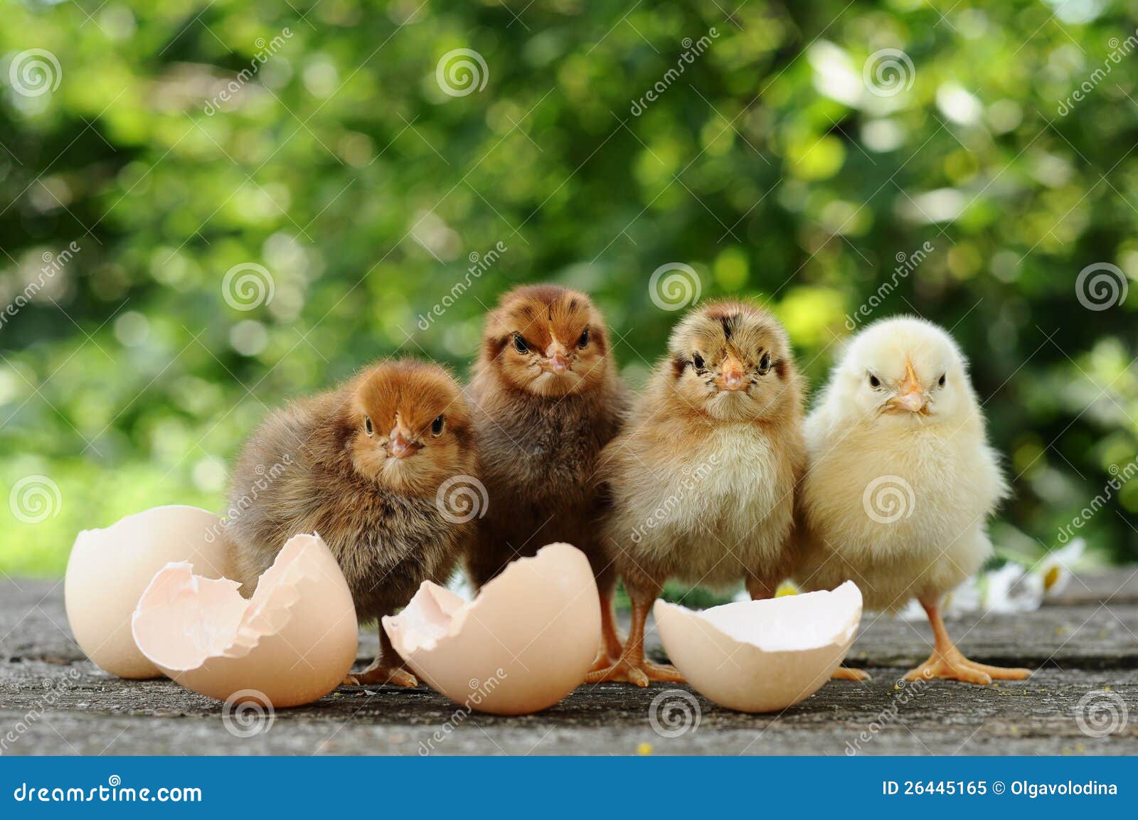 Chicks and egg shells stock image. Image of nature, empty - 26445165
