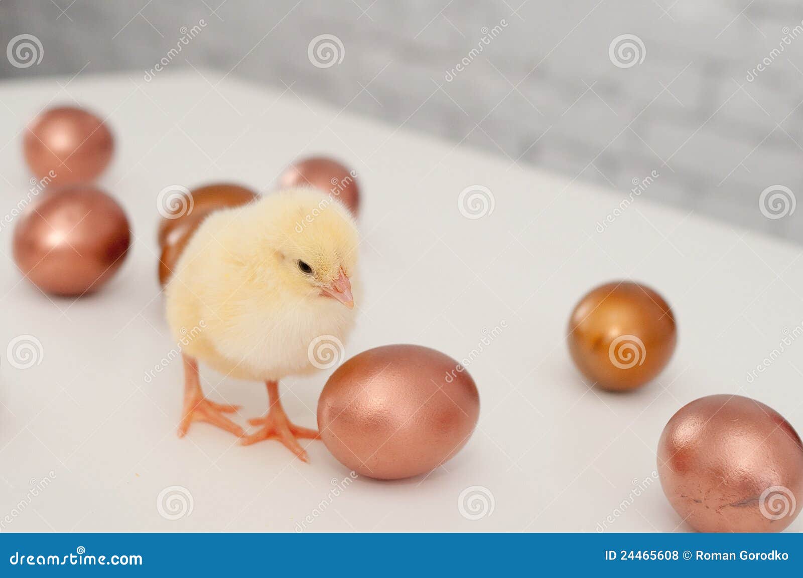 Chicks & eggs stock photo. Image of small, life, agriculture - 24465608