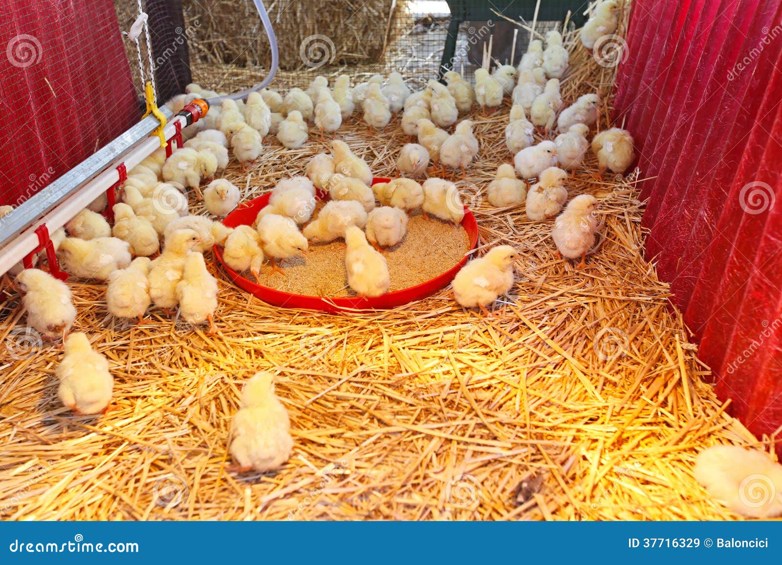 Chicks farm stock image. Image of farming, nest, chicken - 37716329