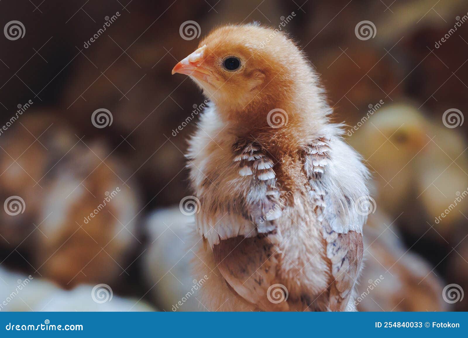 Chicks on a farm stock image. Image of husbandry, farm - 254840033
