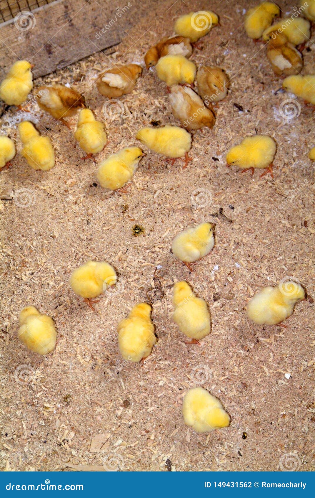 Chicks of a few days stock photo. Image of lunch, green - 149431562