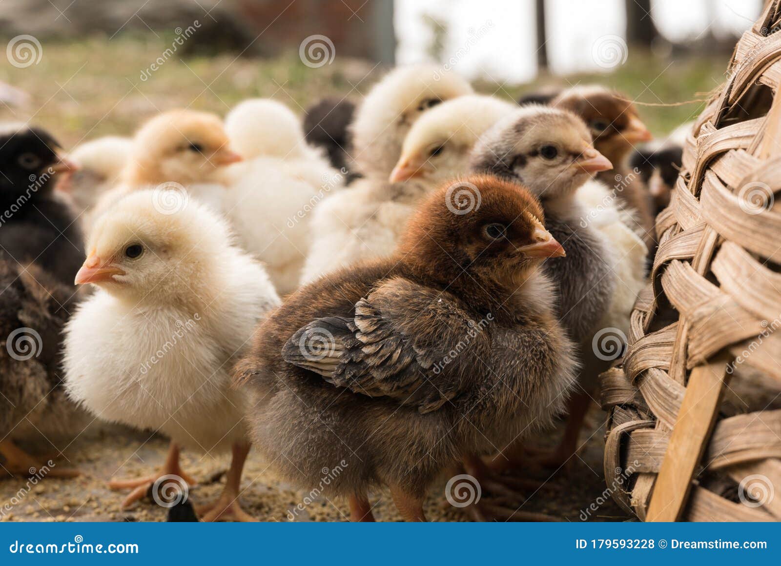 Chicks from field stock photo. Image of farm, chick - 179593228