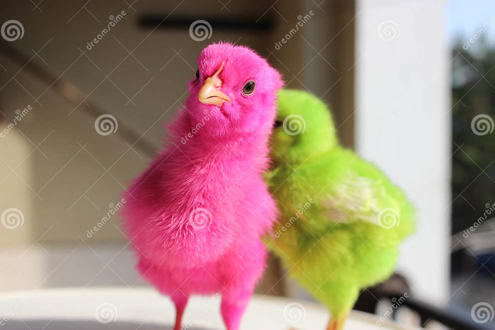 Chicks stock image. Image of zoology, basket, farm, cute - 48317065