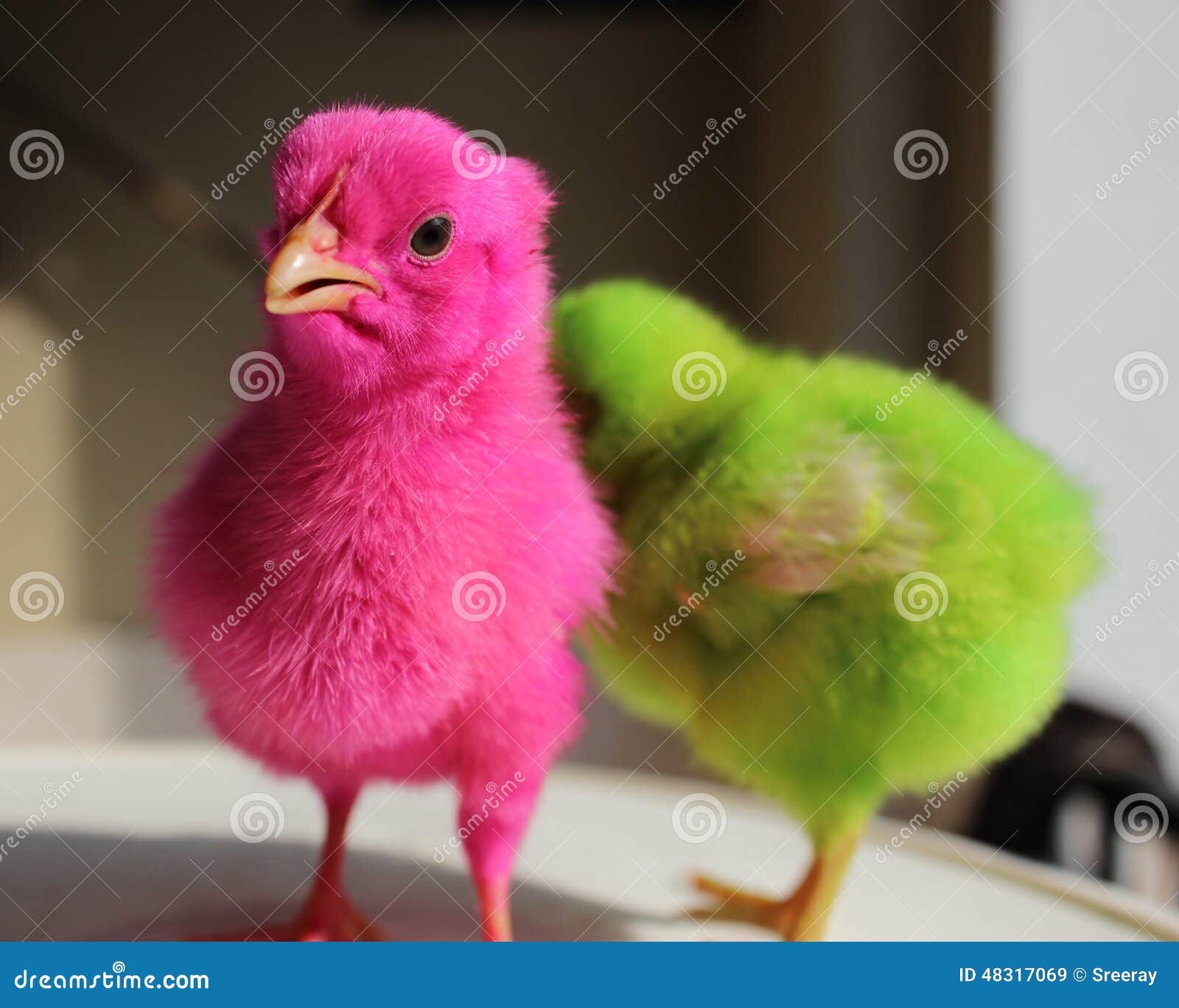 Chicks stock image. Image of studio, feed, green, black - 48317069