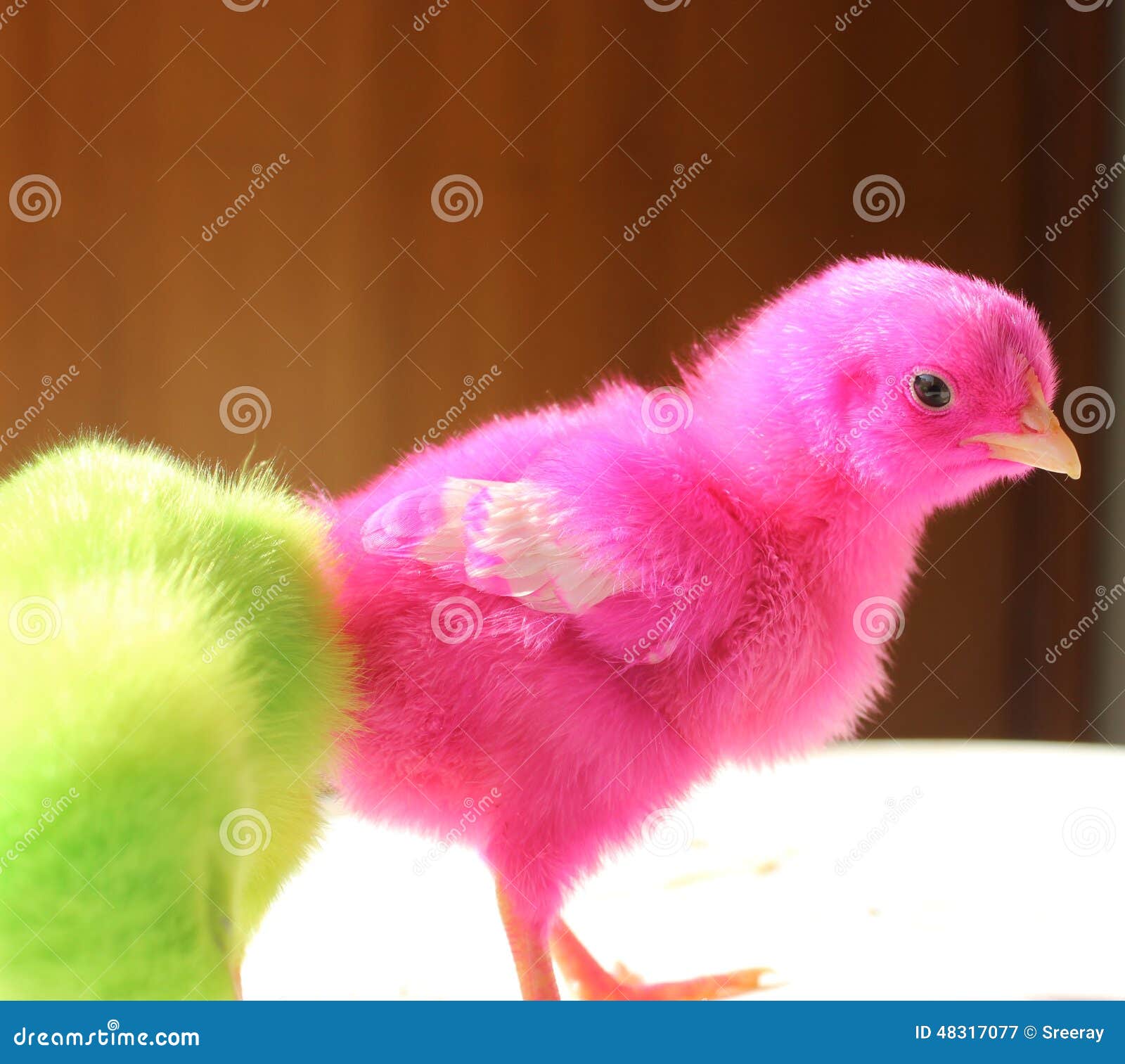 Chicks stock image. Image of studio, birds, animal, baby - 48317077