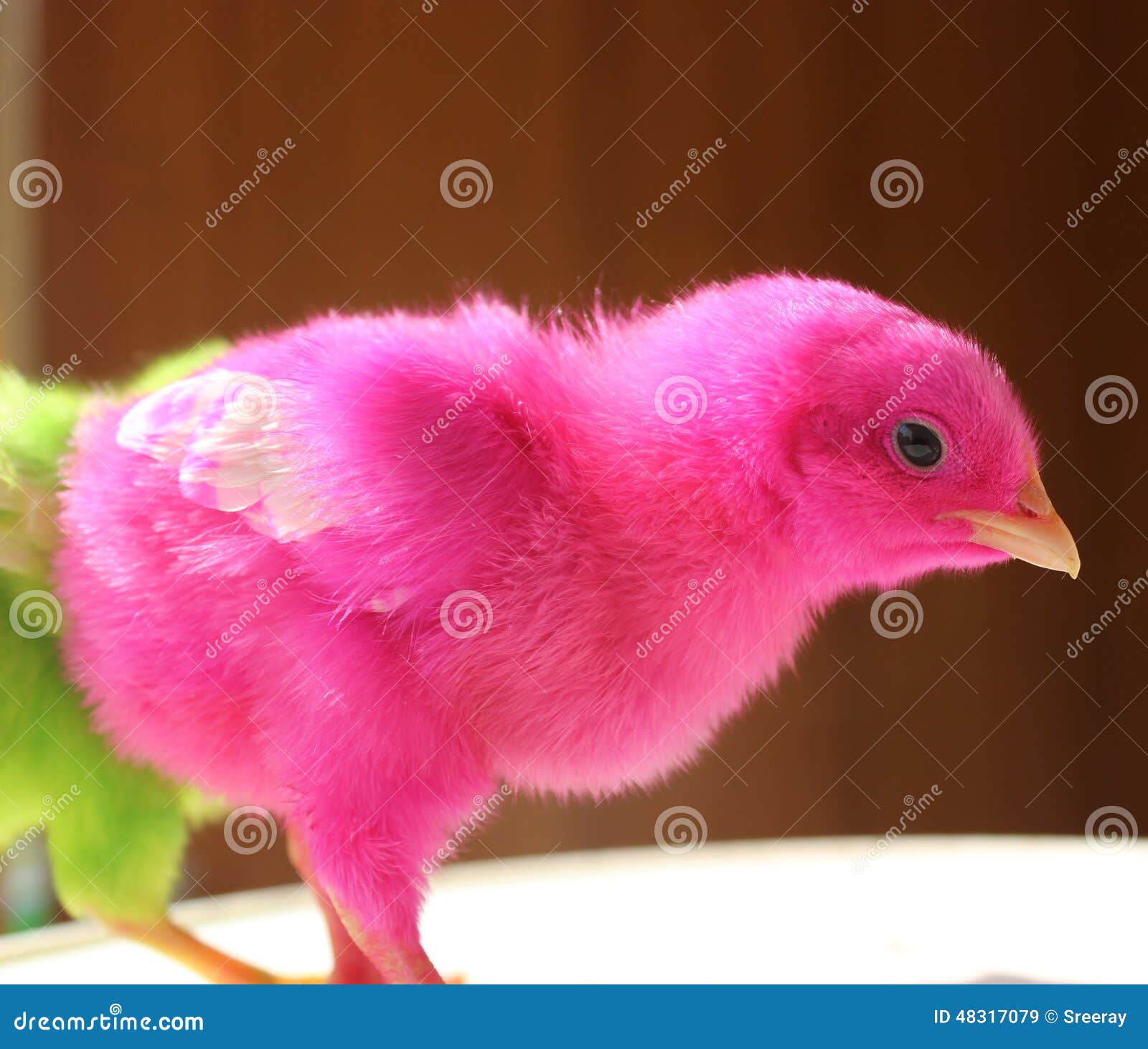 Chicks stock image. Image of days, sweet, chicken, zoology - 48317079