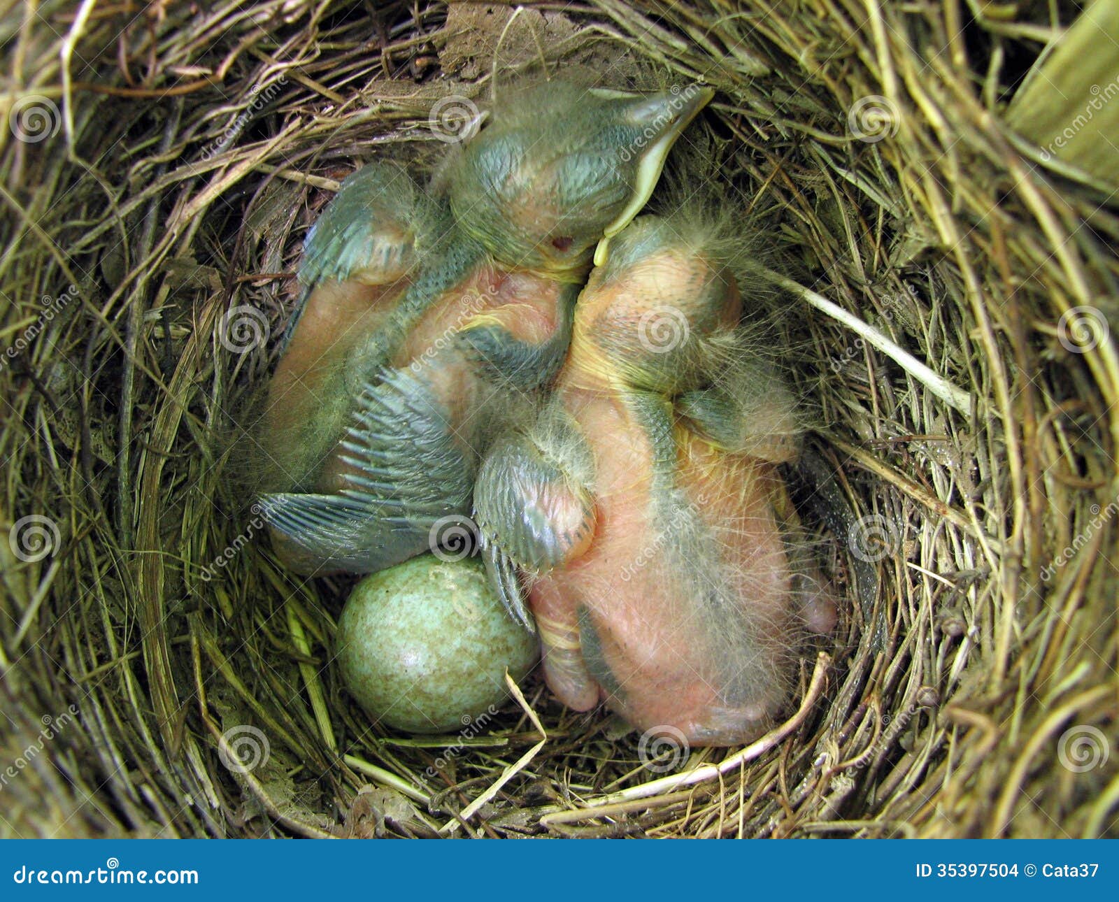 Chicks hatched stock photo. Image of habitat, beautiful - 35397504
