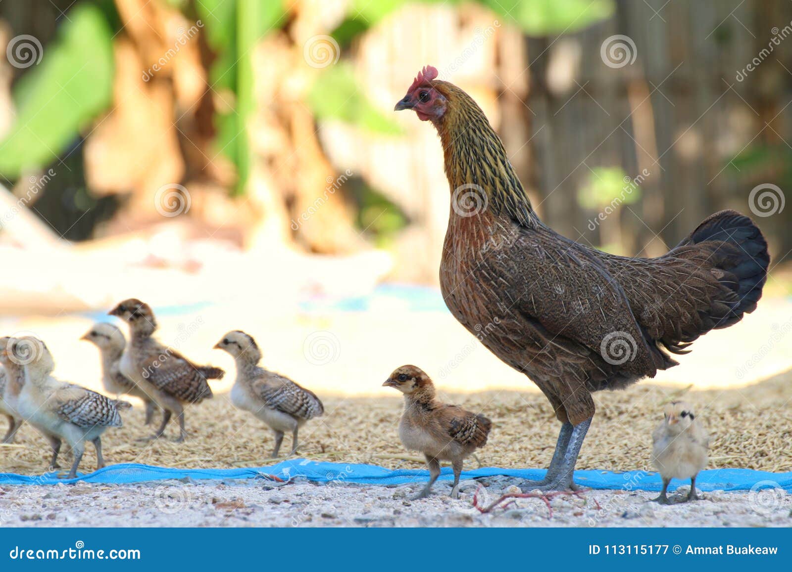 Hen Chicks Flock Standing on the Ground with Rice, Flocks of Chicks ...