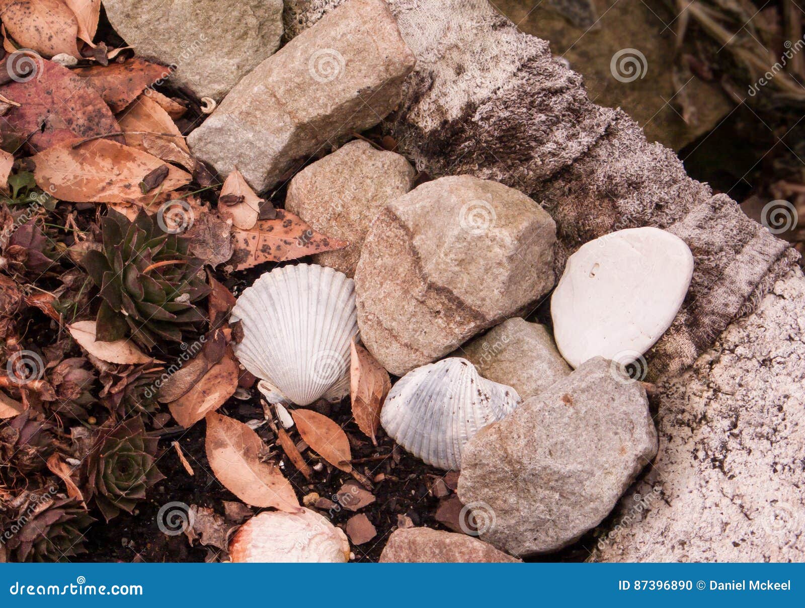 Chicks and Hens on Stone with Shells Stock Photo - Image of succulents ...