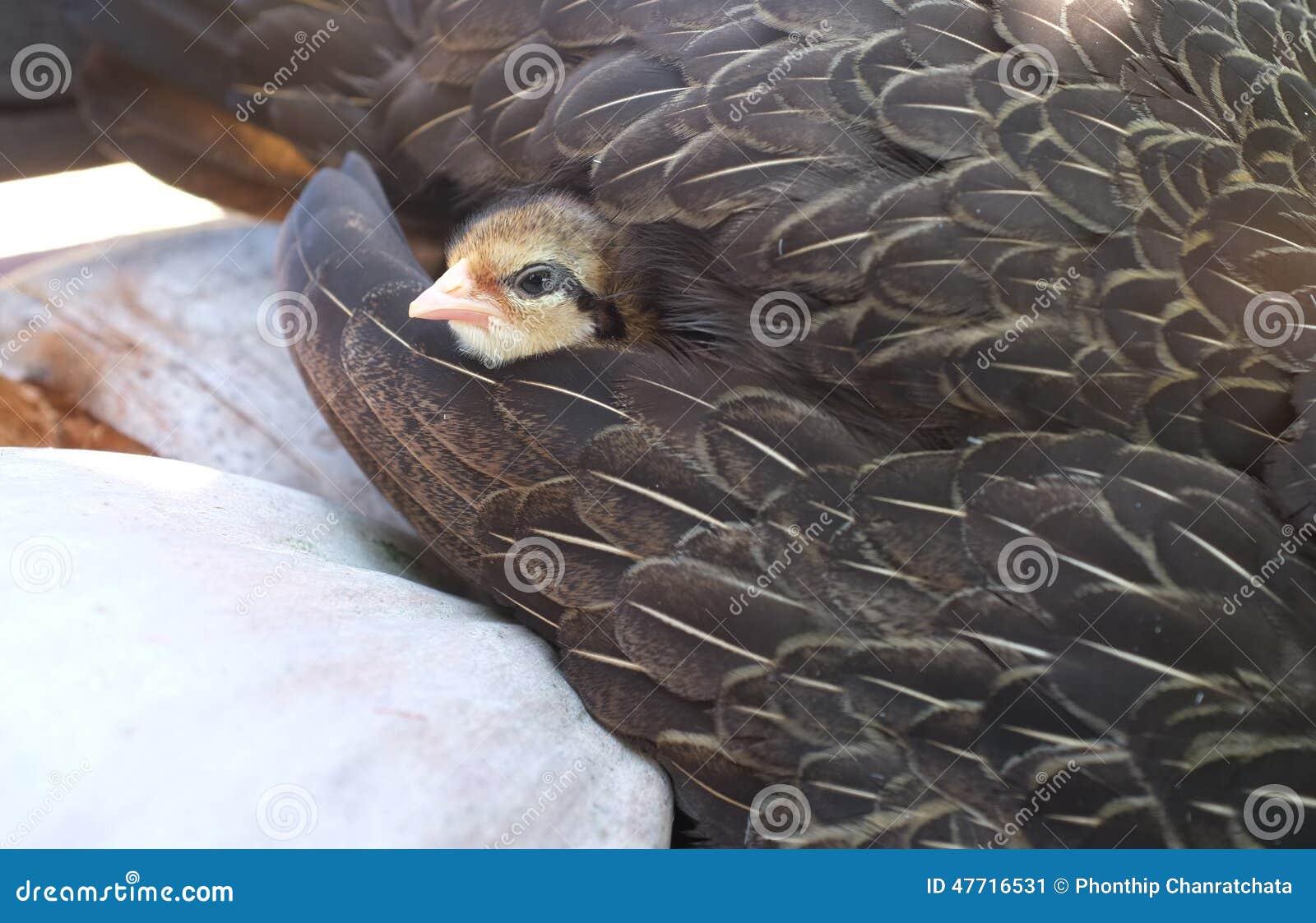 Chicks hiding in the hen stock image. Image of care, domestic - 47716531