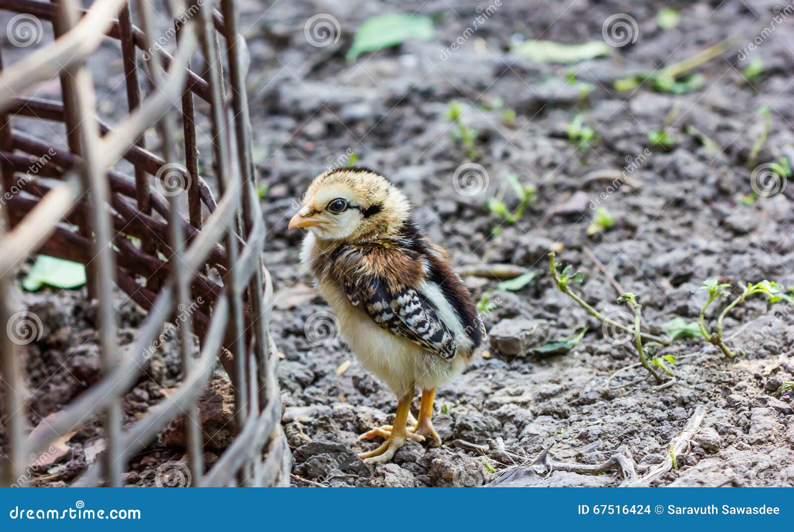 Chicks in the home stock photo. Image of born, brown - 67516424