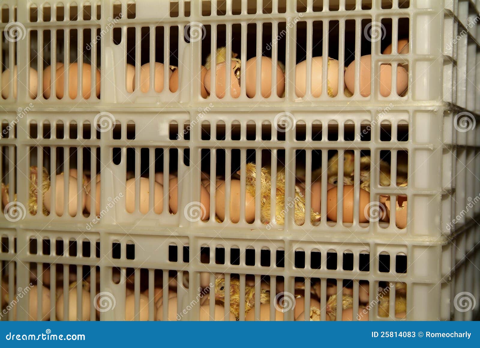 Chicks in the incubator stock image. Image of hatching - 25814083