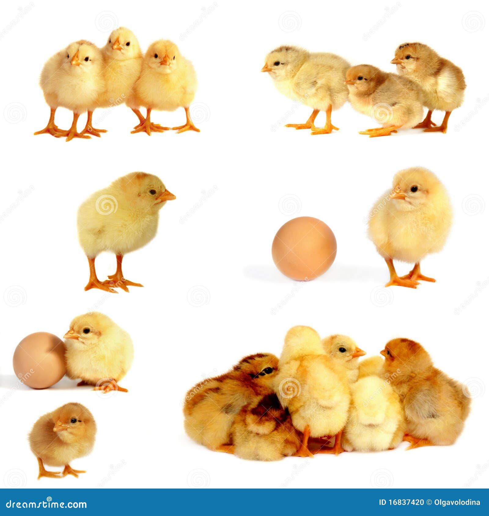Chicks isolated on white, stock photo. Image of poultry - 16837420