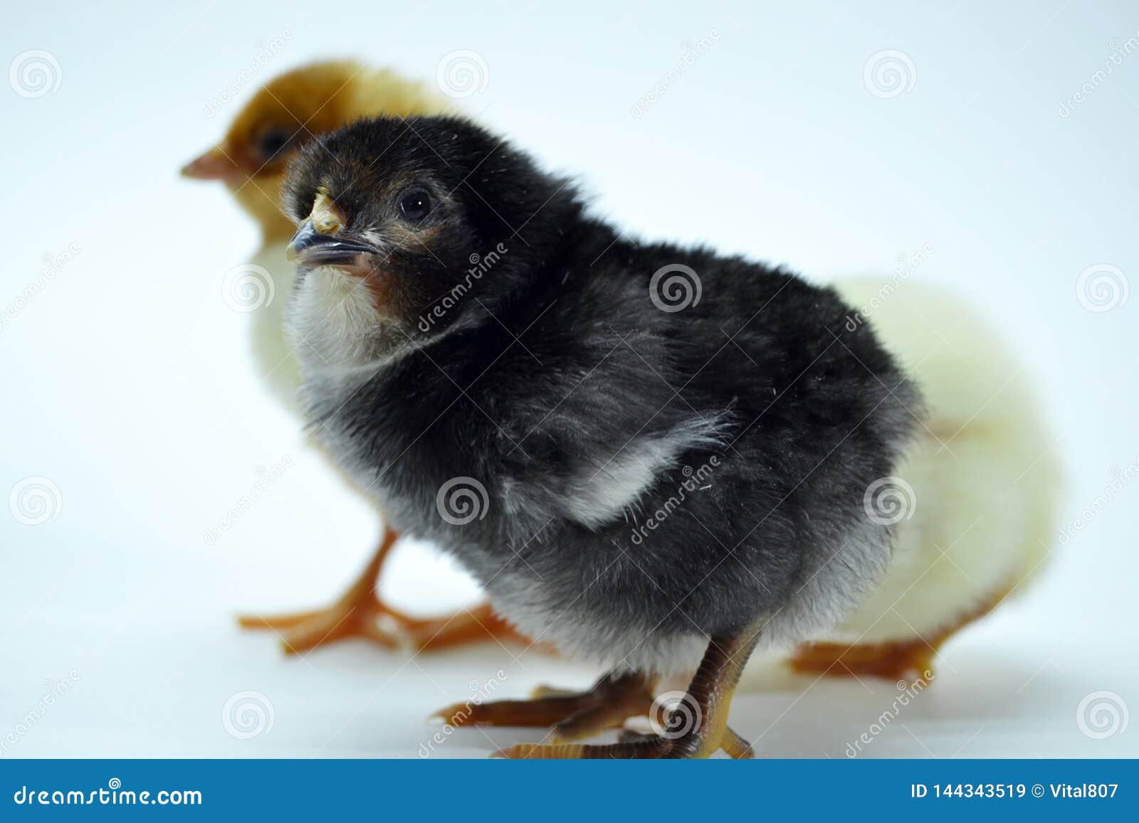 Little Chickens Black And White Color Is Walking Royalty-Free Stock ...