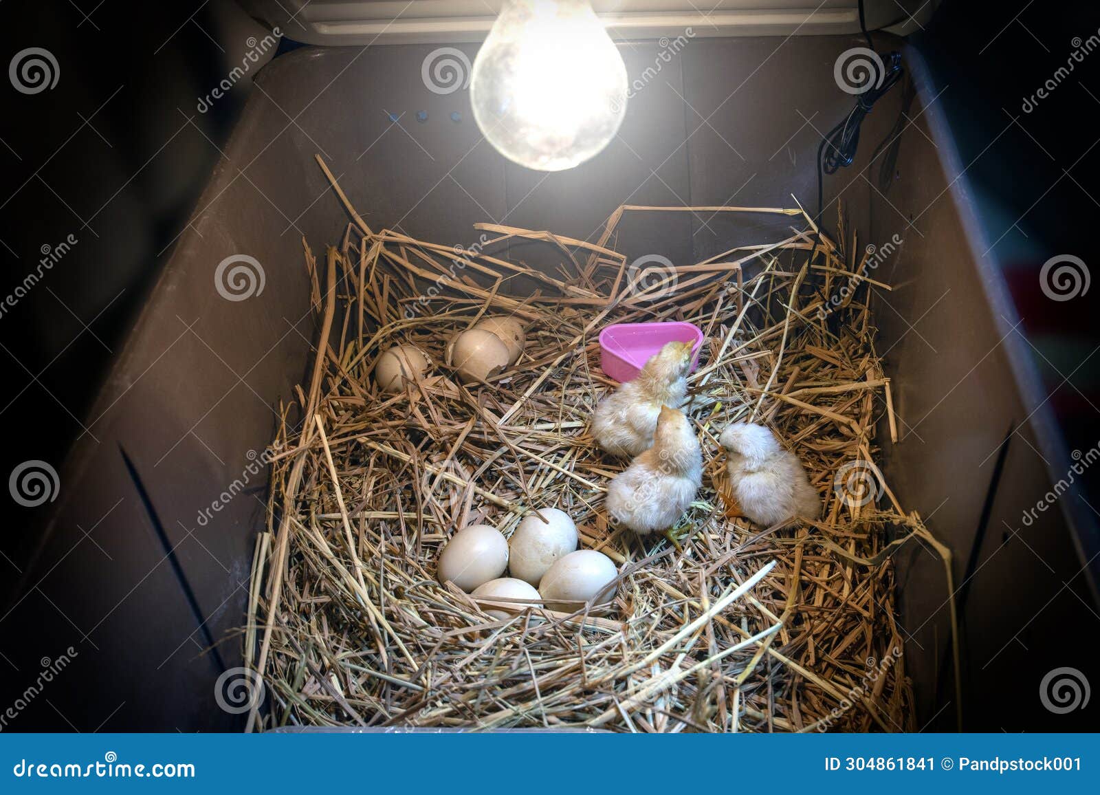 Chicks Just Hatched from Eggs in Simple Homemade Incubator Stock Image ...