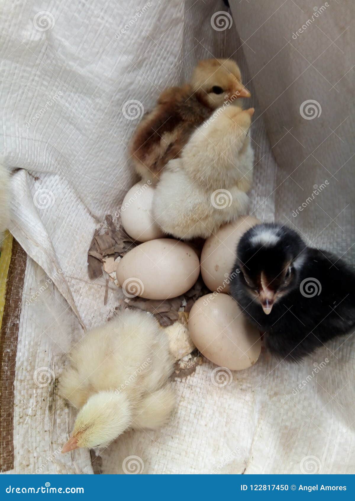 Chicks just hatched stock photo. Image of caminando - 122817450