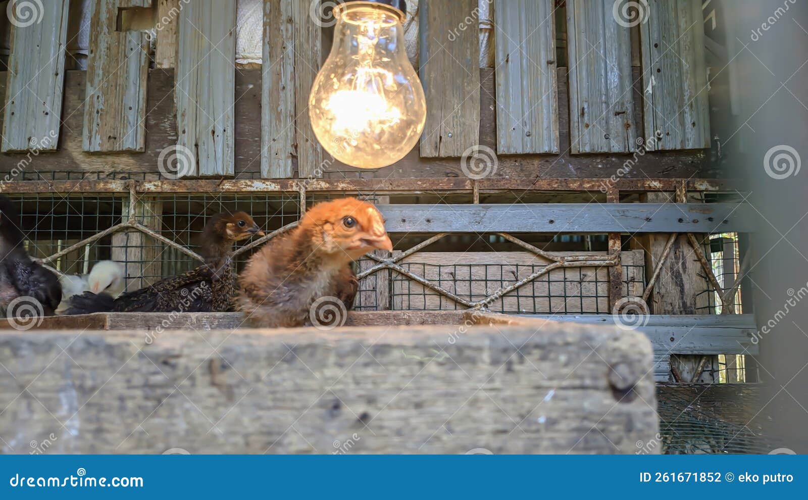 Chicks and Light Bulbs in the Chicken Coop Stock Photo - Image of ...