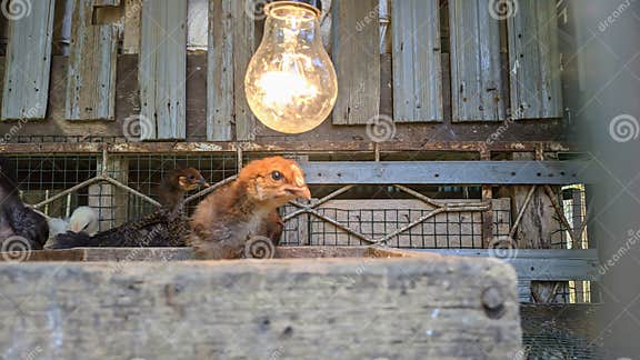 Chicks and Light Bulbs in the Chicken Coop Stock Photo - Image of ...
