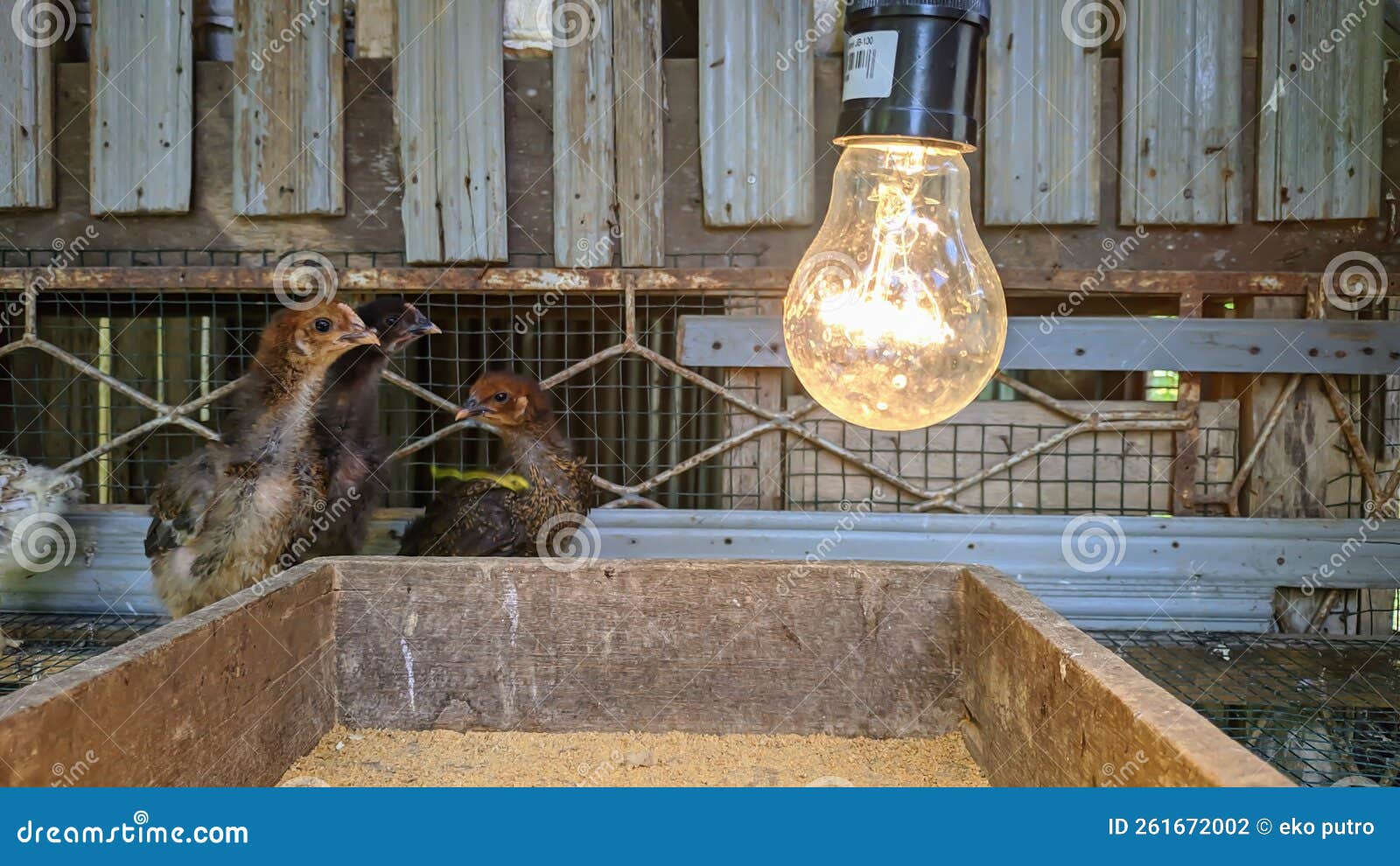 Chicks and Light Bulbs in the Chicken Coop Stock Photo - Image of light ...