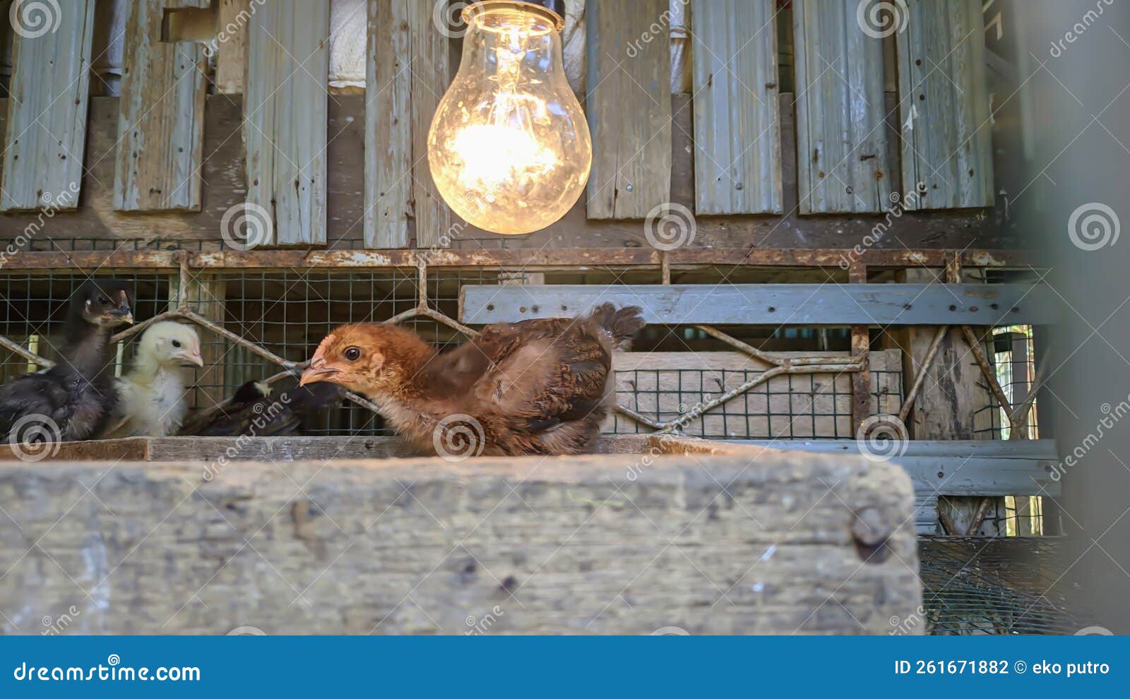 Chicks and Light Bulbs in the Chicken Coop Stock Photo - Image of bulbs ...