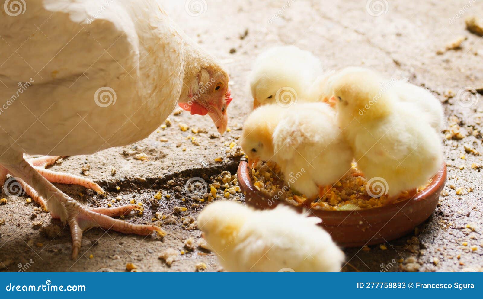 Chicks with Mom Eat from Bowl Stock Image - Image of animals, chick ...
