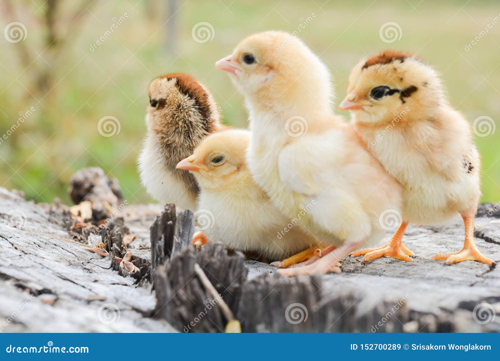Chicks with Nature in the Evening Stock Image - Image of little, yellow ...