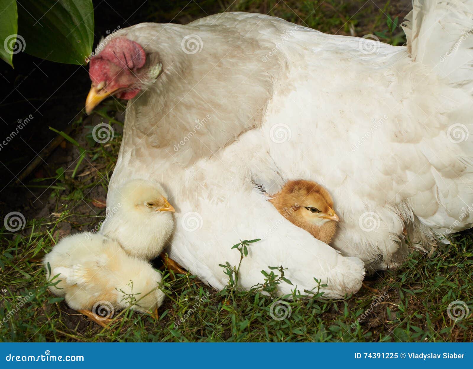 Chicks Near the Hen and Under Its Wing Stock Image - Image of warm ...