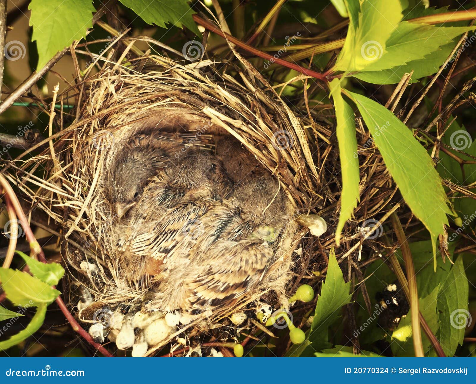 Chicks in the nest stock photo. Image of nature, childhood - 20770324