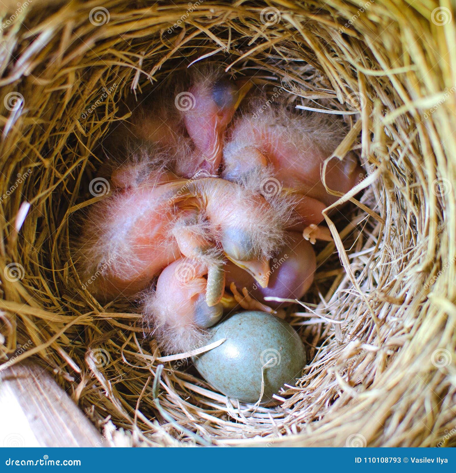 Chicks in the nest stock image. Image of fledgling, nest - 110108793