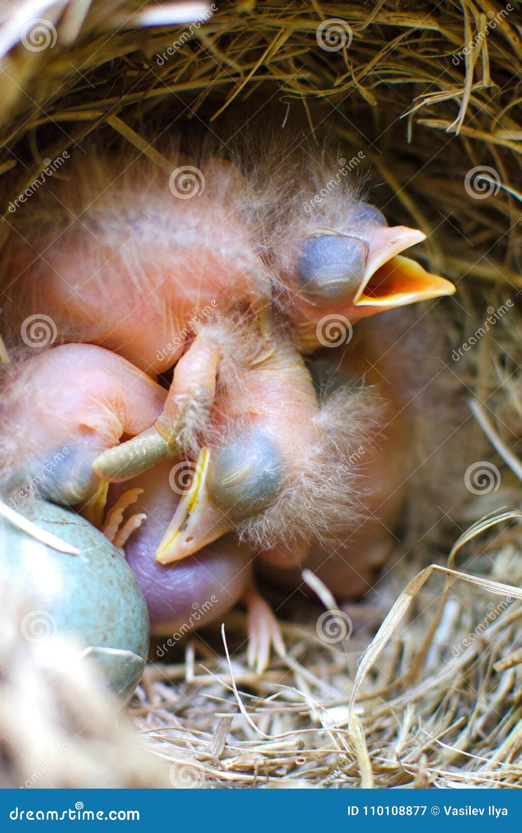 Chicks in the nest stock image. Image of breeding, life - 110108877
