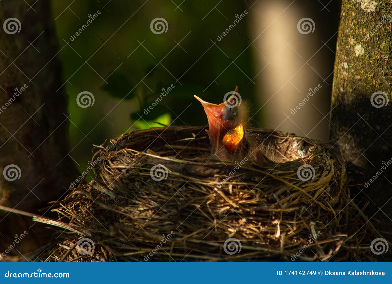 Chicks with Open Beaks in the Nest in the Sun Stock Image - Image of ...