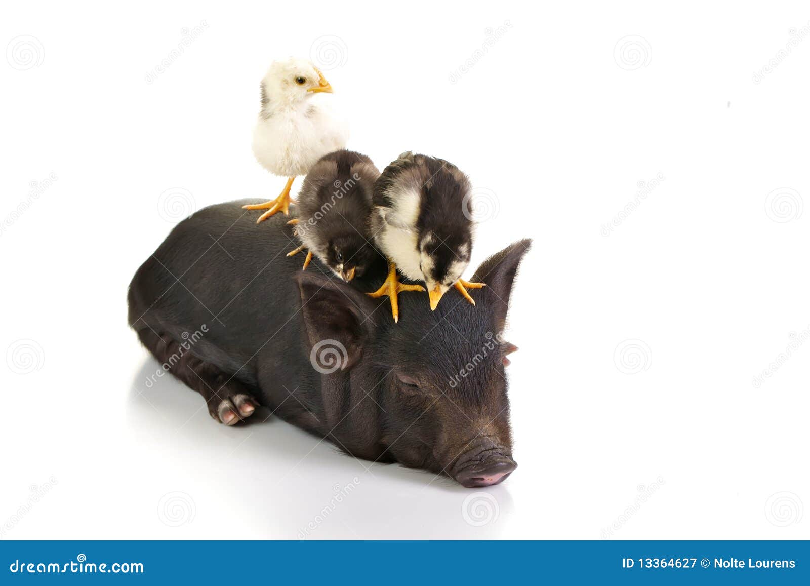 Chicks on pig stock image. Image of isolated, agriculture - 13364627