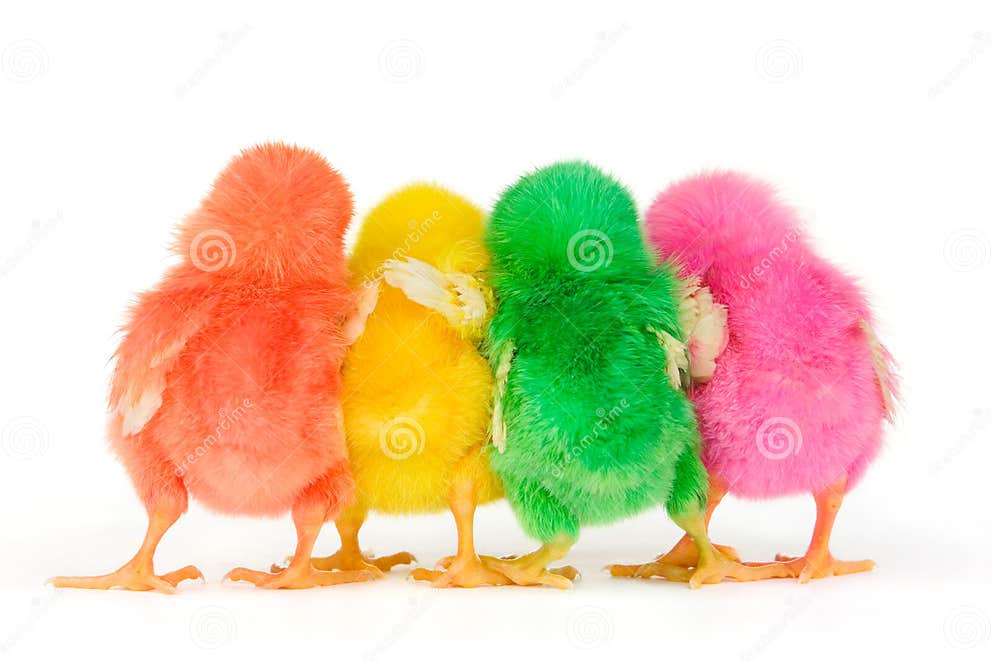 Chicks in Secret Discussion Stock Photo - Image of gathering, back: 5609096