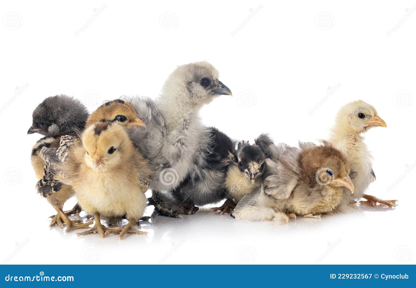 Silkie Pekin Bantam Cross Chickens Stock Photo | CartoonDealer.com ...