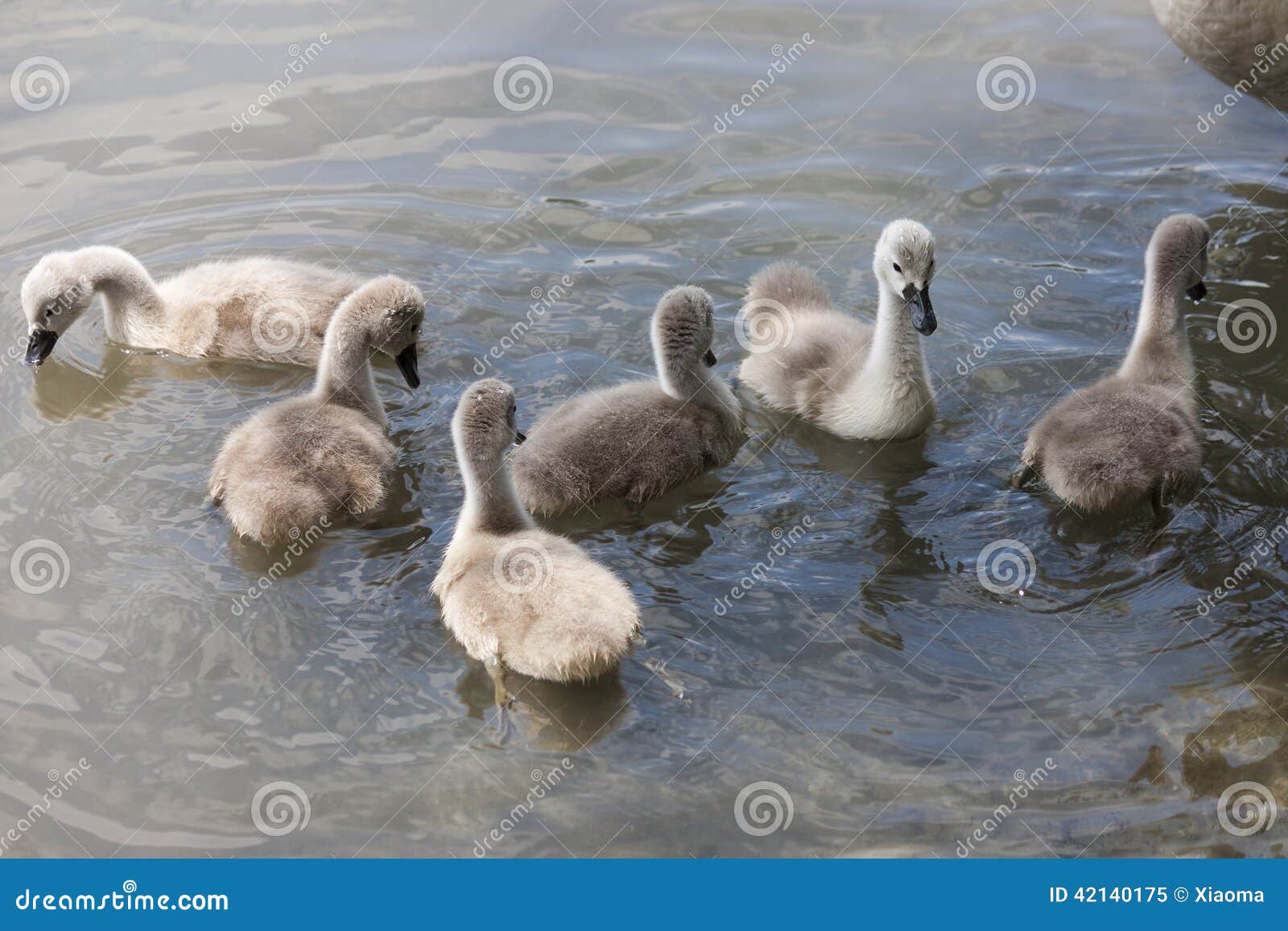 Chicks of the swan stock image. Image of reflection, water - 42140175