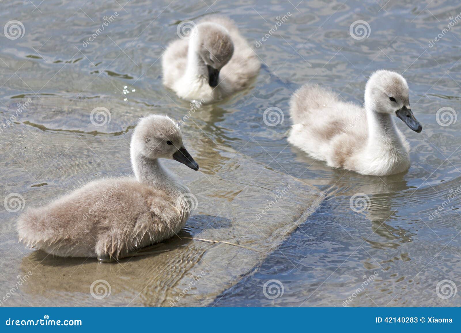 Chicks of the swan stock image. Image of white, swimming - 42140283