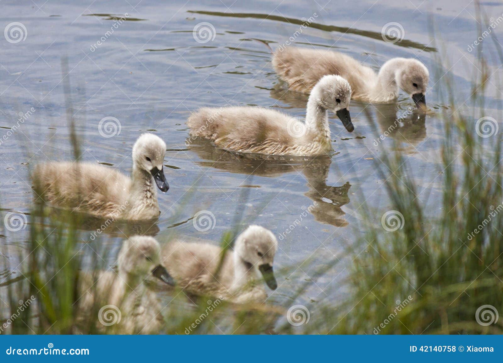 Chicks of the swan stock photo. Image of water, chicks - 42140758