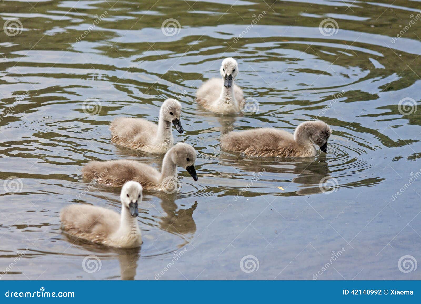 Chicks of the swan stock photo. Image of family, reflection - 42140992