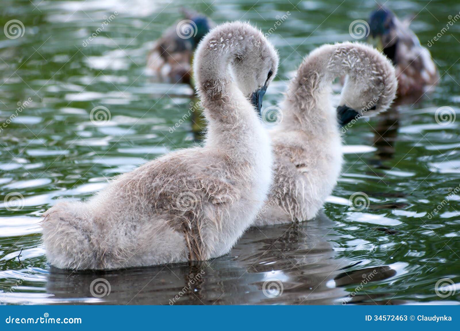 Chicks swan. stock image. Image of feather, bird, water - 34572463