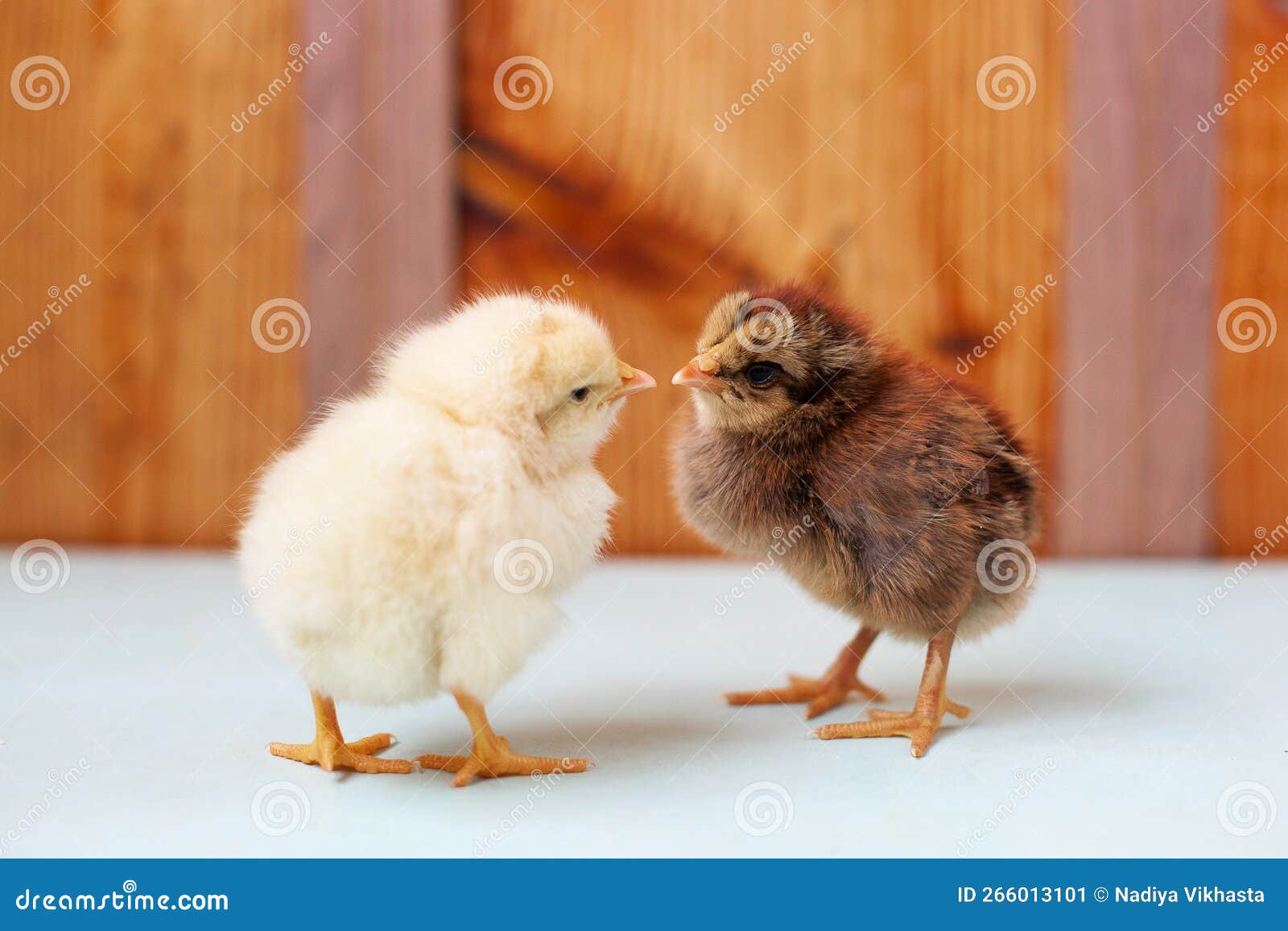 Chicks - White and Brown Look at Each Other Stock Image - Image of ...