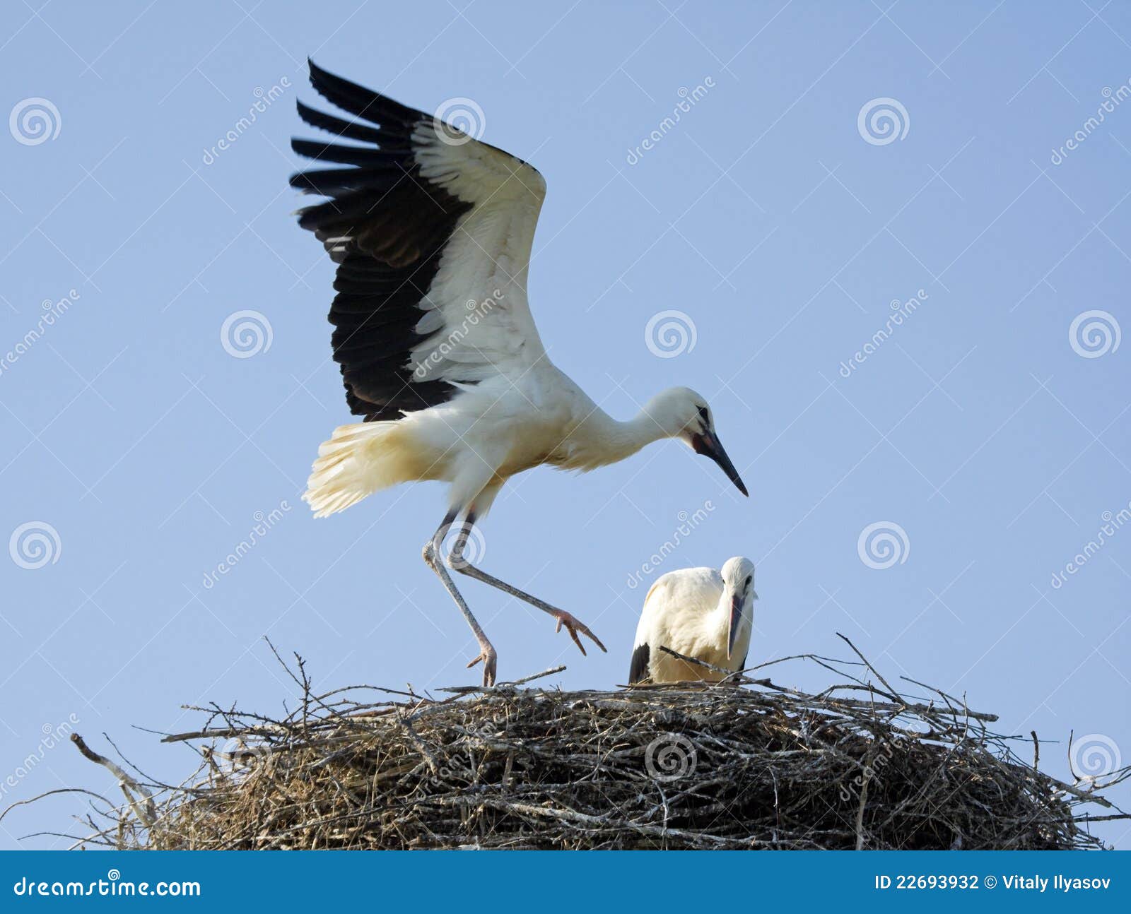 Chicks of white storks stock photo. Image of flirt, performance - 22693932