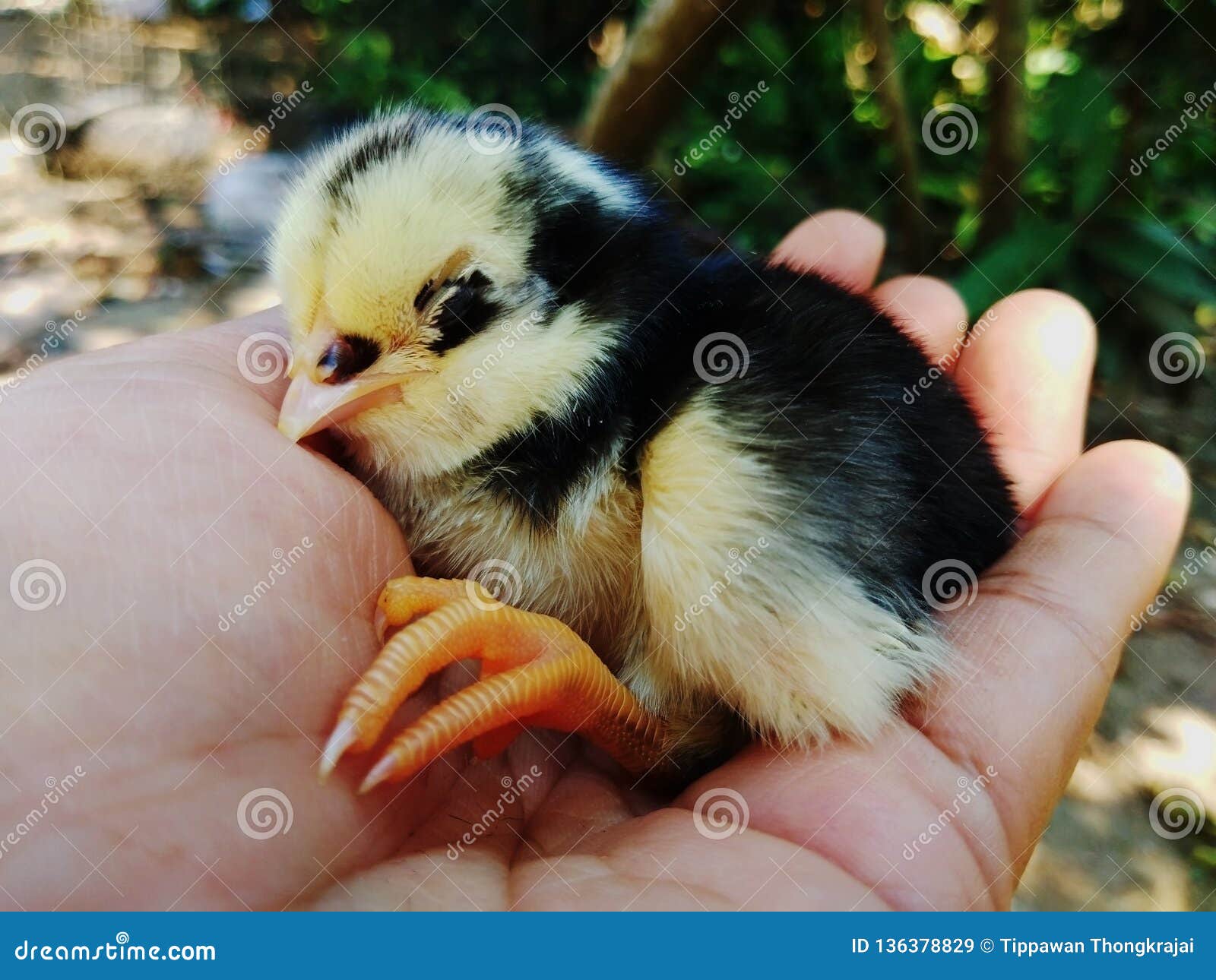 Chicks stock image. Image of fluffy, bird, little, holding - 136378829