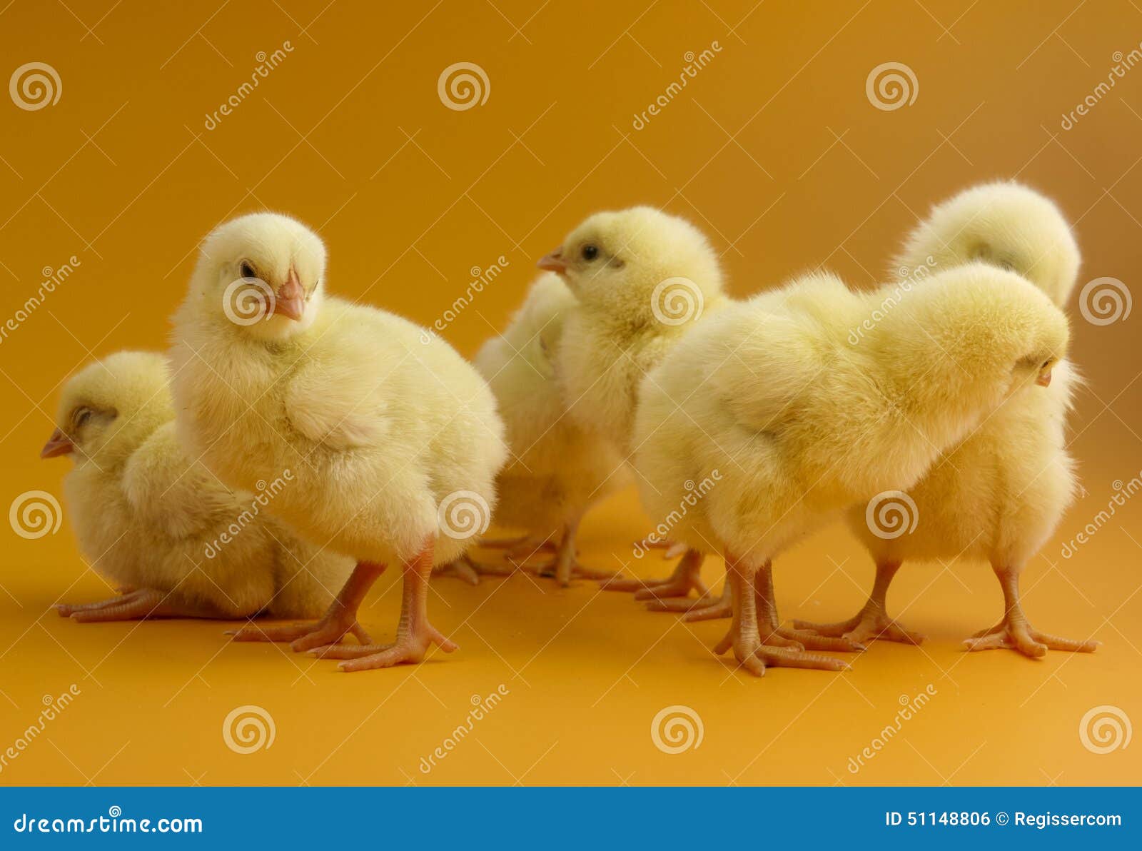 Chicks on Yellow Background Stock Photo - Image of chickens, birds ...