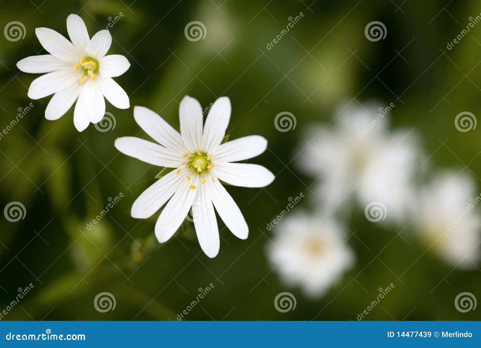 Chickweed stock image. Image of grow, allergy, beauty - 14477439