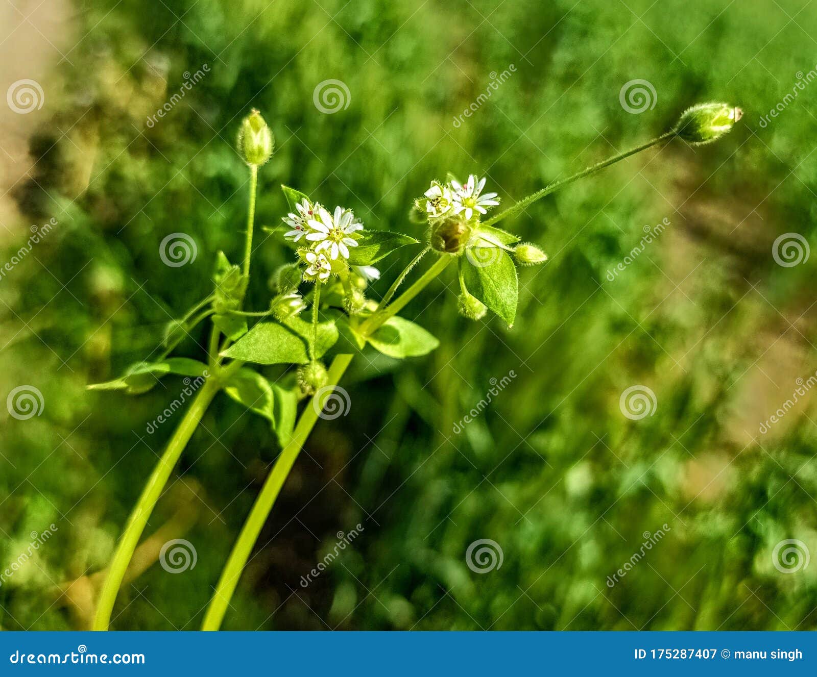 A Chickweed Flower in the Field Stock Image - Image of green, nature ...
