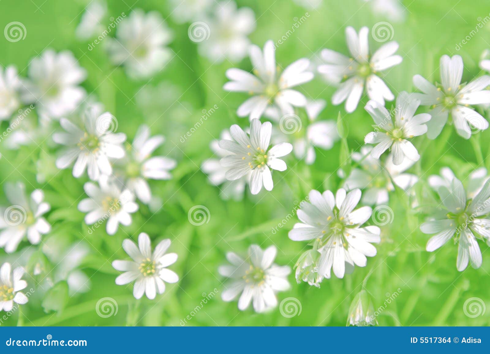 Chickweed flowers stock photo. Image of stitchwort, floral - 5517364