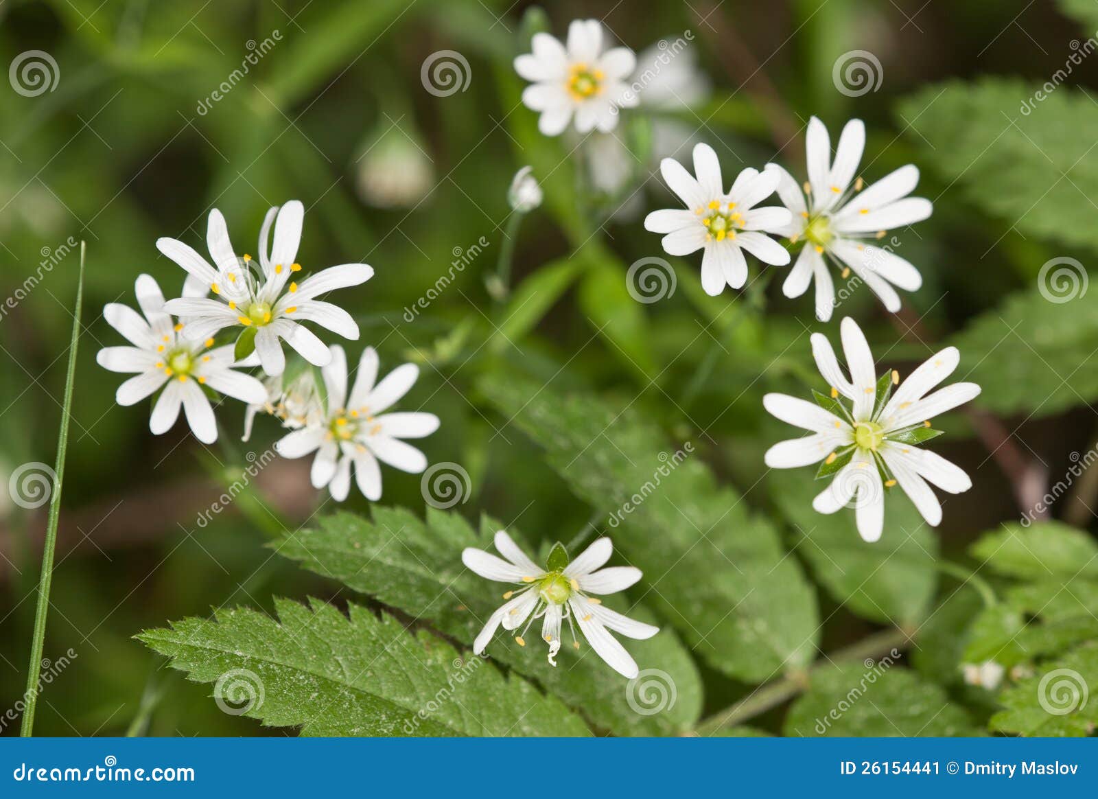 Chickweed flowers close up stock image. Image of fragility - 26154441
