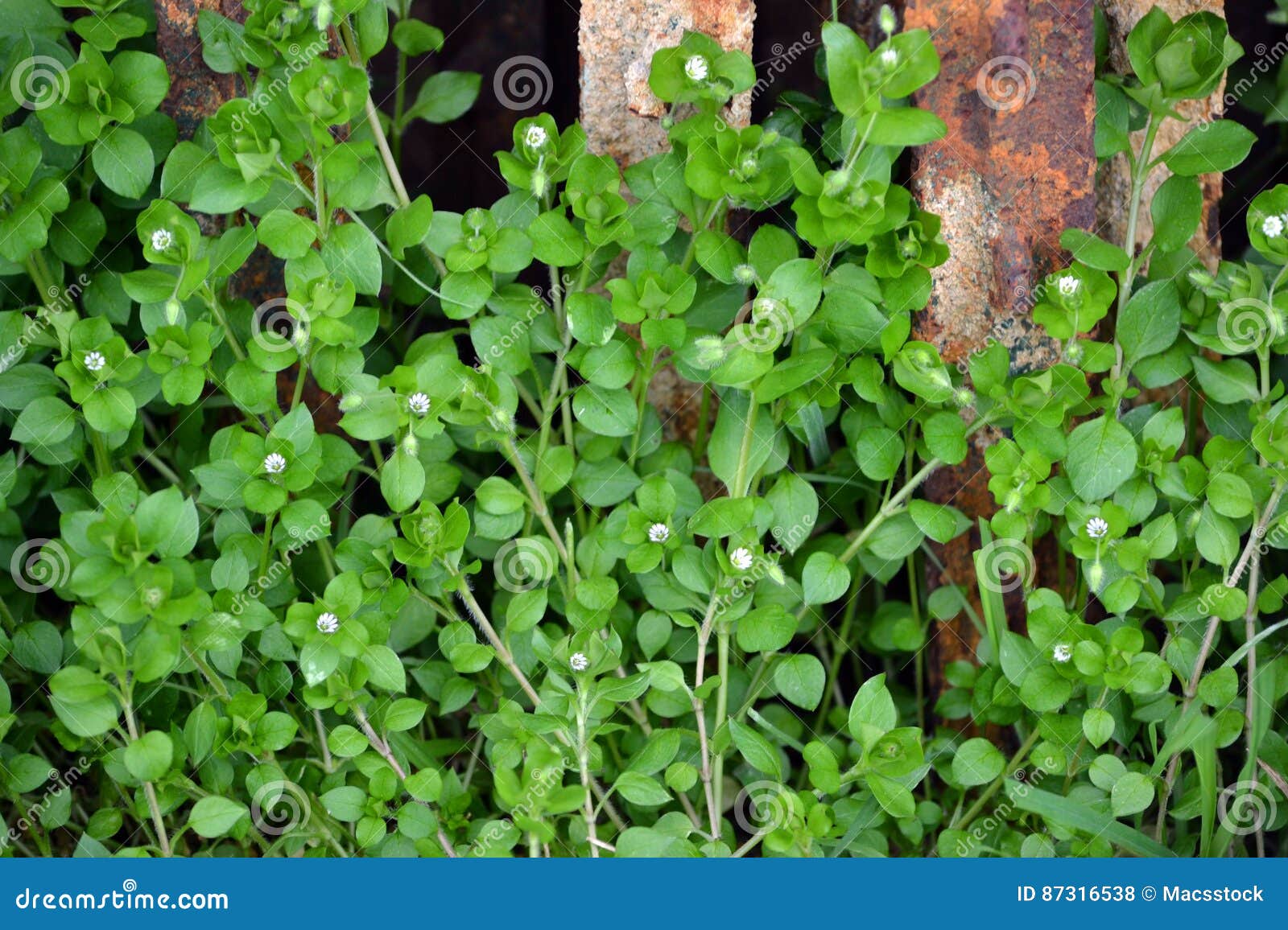 Chickweed stock photo. Image of nanakusanosekku, stellaria - 87316538