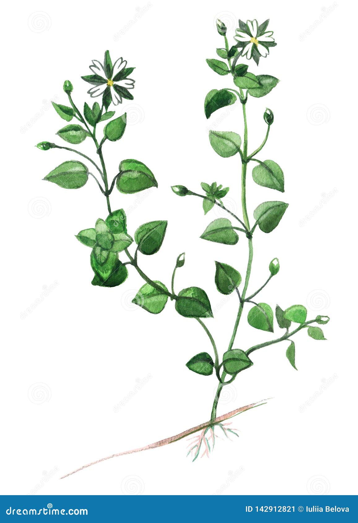 Chickweed Cartoons, Illustrations & Vector Stock Images - 271 Pictures ...